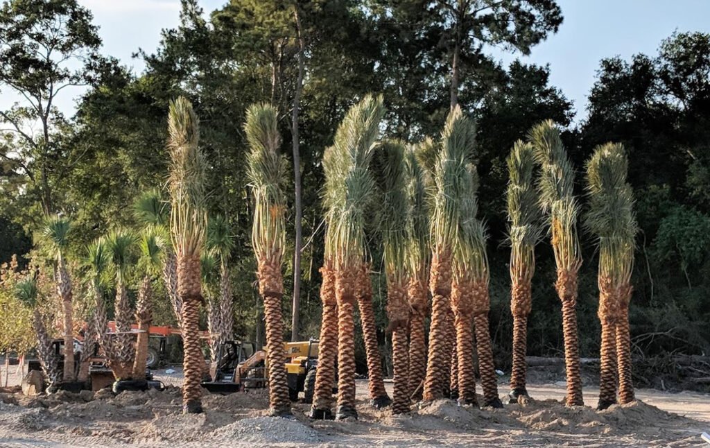 How Much Does a Palm Tree Cost in California? - Wholesale Desert Palms