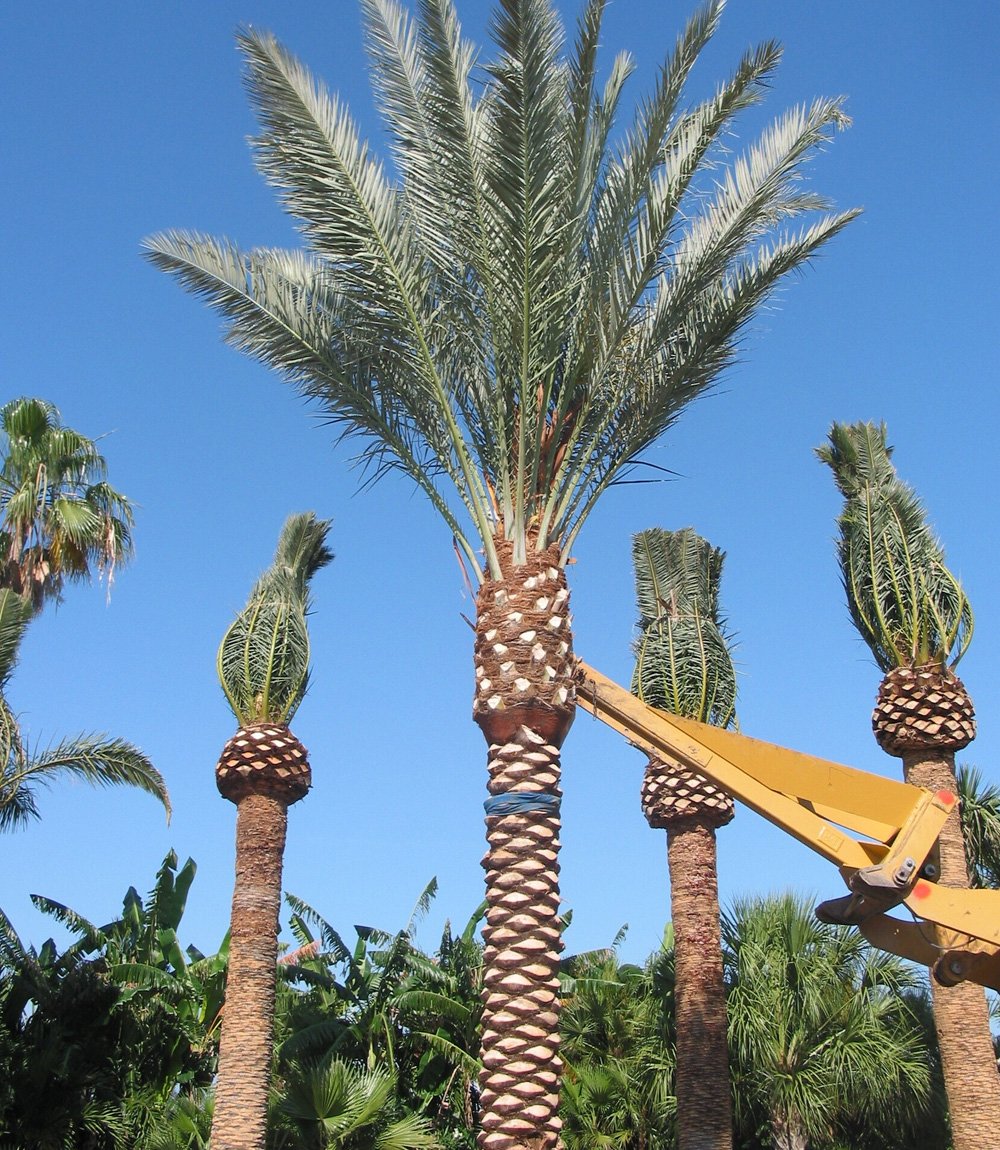 Medjool Date Palm for Sale | WholesaleDesertPalms